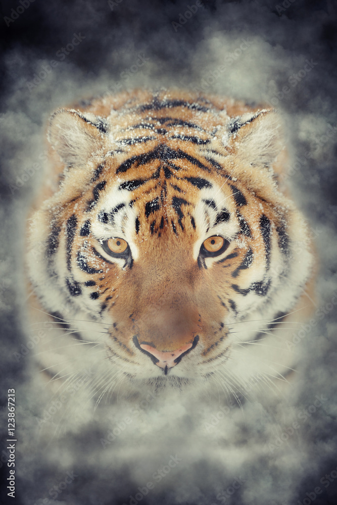 Tiger in smoke Stock Photo | Adobe Stock