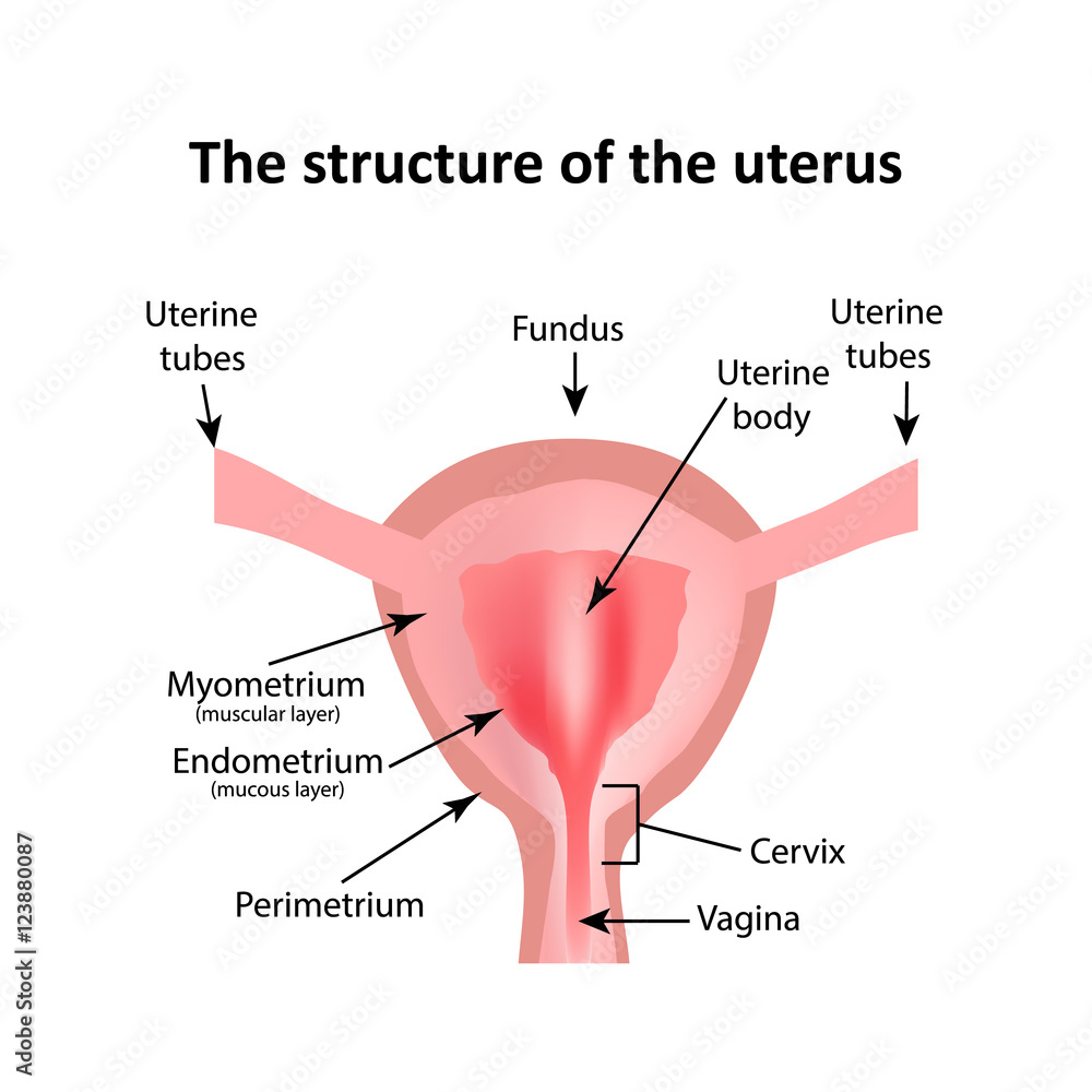 Myometrium Layers