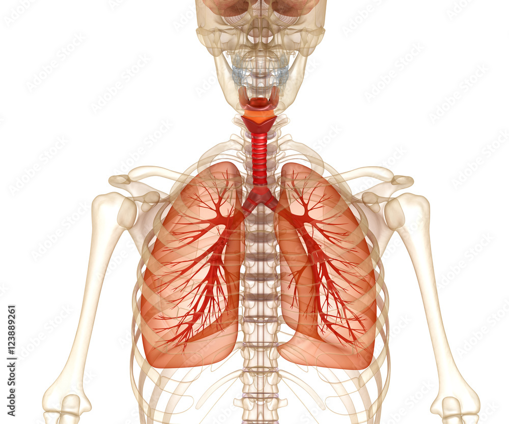 Human lungs, trachea and skeleton. Medically accurate 3D illustration ...