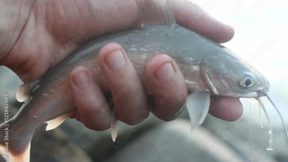 Amater fishing in India 8. Parvati fish (gafftopsail catfish, Bagre ...