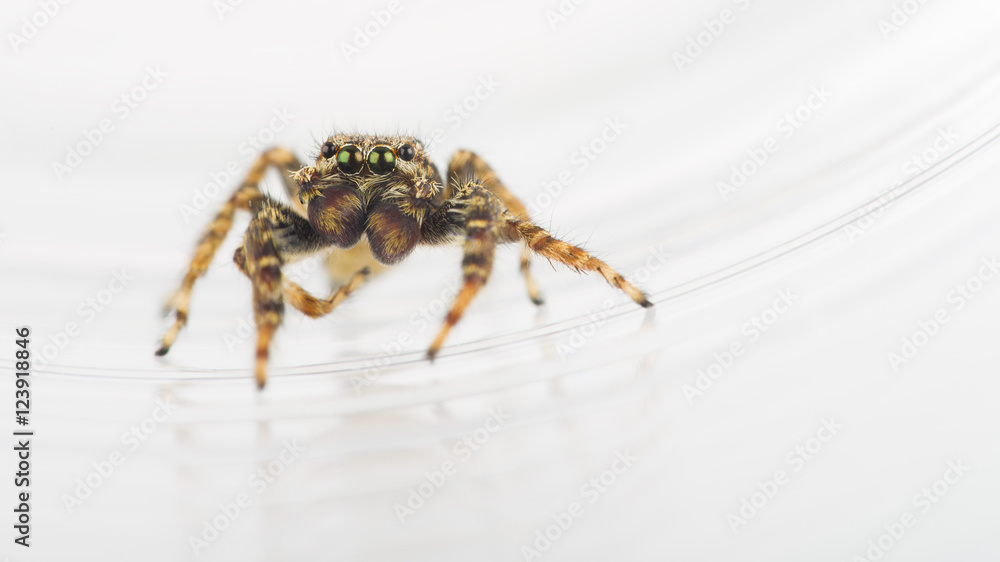 Springspinne Stock Photo | Adobe Stock