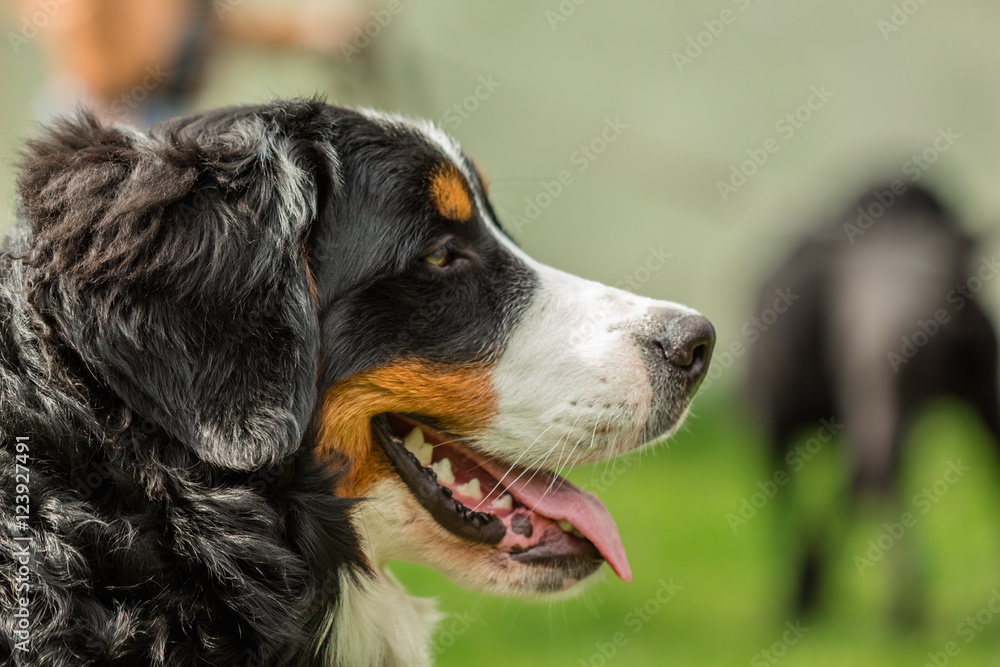 Profile portrait of dog head Bernese Mountain Dog (Berner Sennen Stock ...