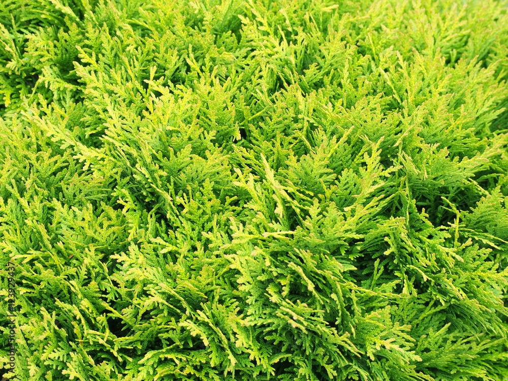 branches arborvitae (thuja) top view background Stock Photo | Adobe Stock