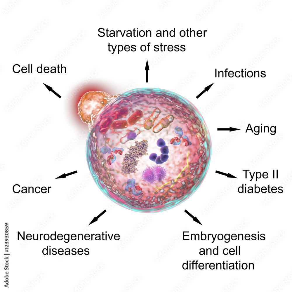 Pathological and physiological functions of autophagy. 3D illustration ...