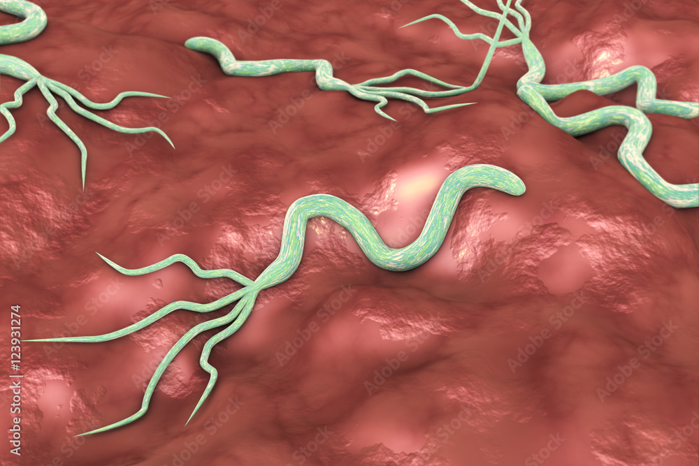 3D illustration of Helicobacter pylori, bacterium which causes gastric ...