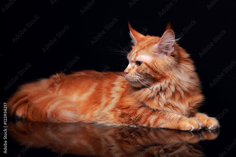 Female red solid maine coon cat with beautiful brushes on the ea Stock ...