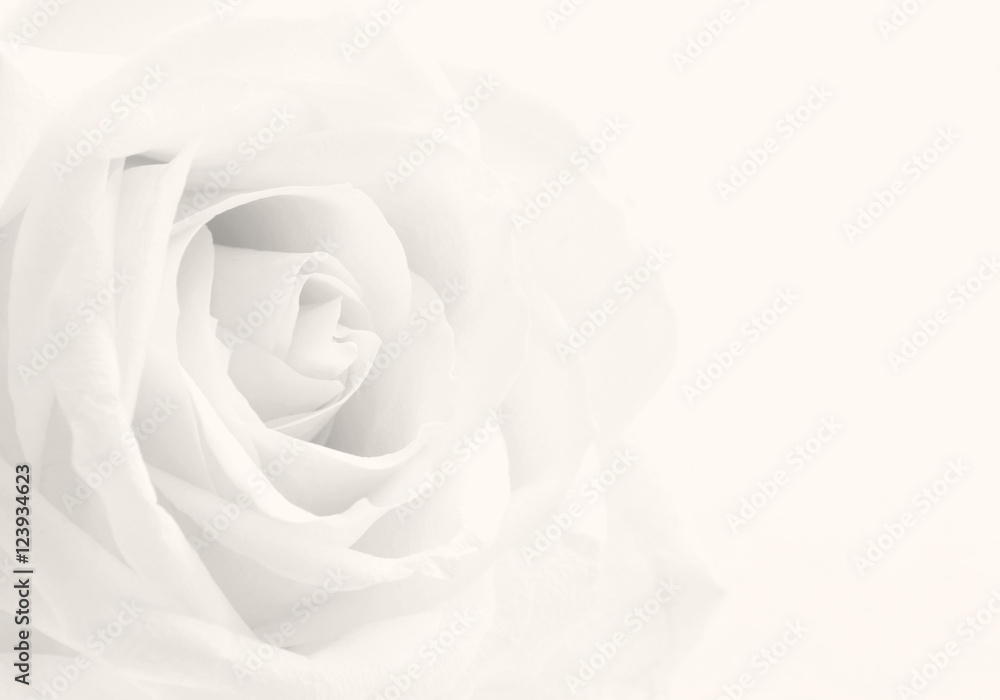 Beautiful toned white rose close-up as wedding background. Soft Stock ...