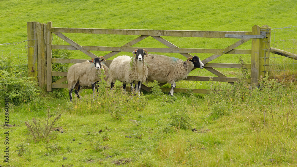 Moor sheep standing in grassland above Danbydale in the North York ...