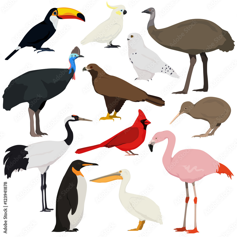 Cartoon birds collection. Different species of birds vector set. Red ...