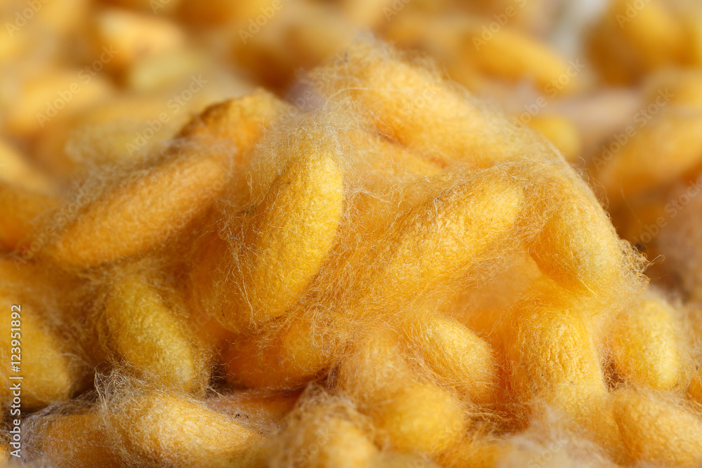 Beautiful background golden color of cocoon. Stock Photo | Adobe Stock