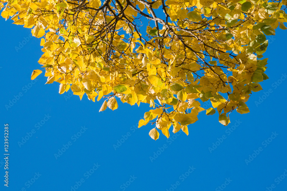 Gelbe Herbstblätter an sonnigem Herbstmorgen. Stock-Foto | Adobe Stock