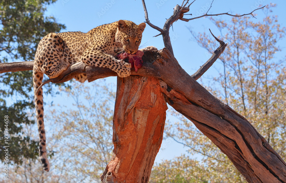 A leopard eating raw meat in a tree in Okonjima Game Reserve in Namibia ...