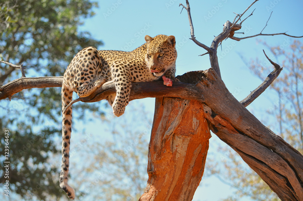 A leopard eating raw meat in a tree in Okonjima Game Reserve in Namibia ...