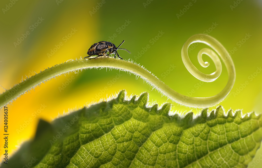 Beautiful Insects Wallpaper