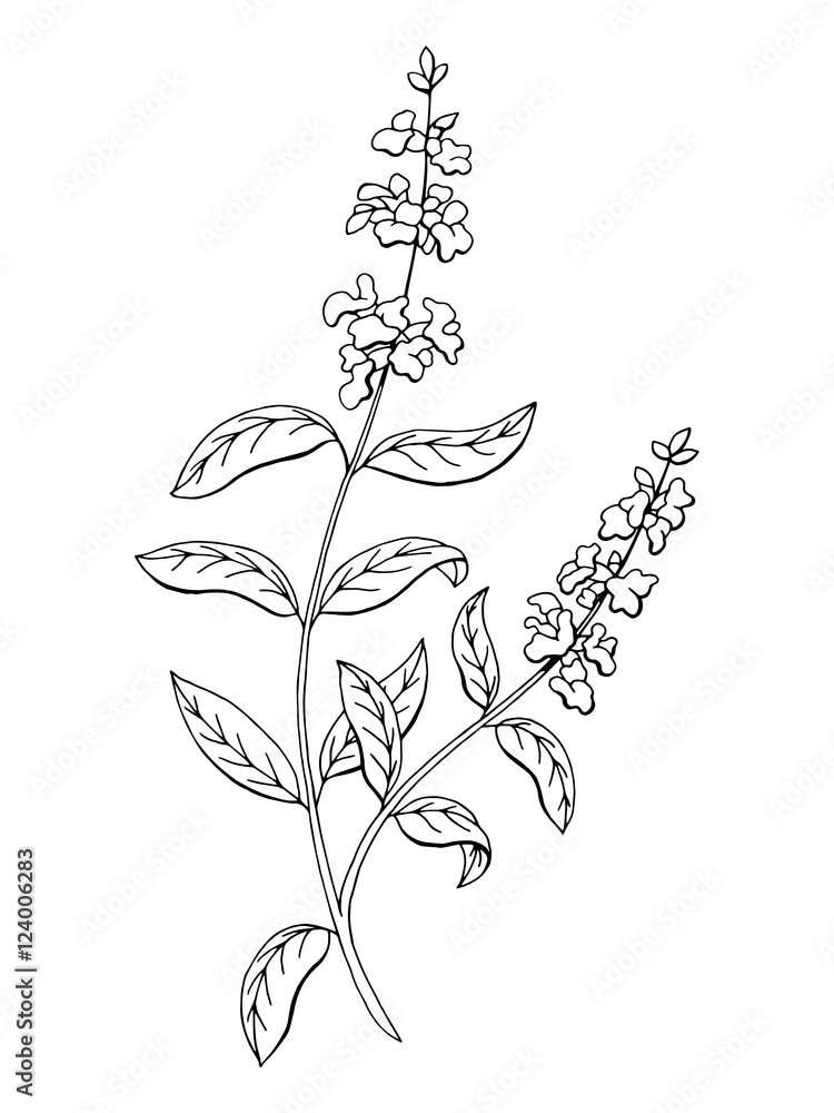 White Sage Illustration