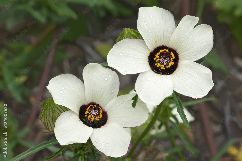 Flower Of An Hour Hibiscus Trionum Called Bladder Hibiscus Bladder