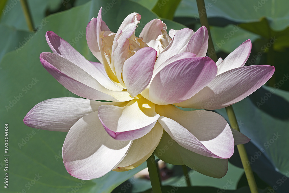 Sacred lotus (Nelumbo nucifera). Called Indian Lotus, Bean of India and ...