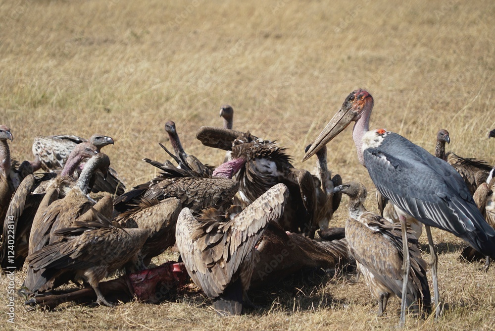 ハゲタカ Stock 写真 | Adobe Stock