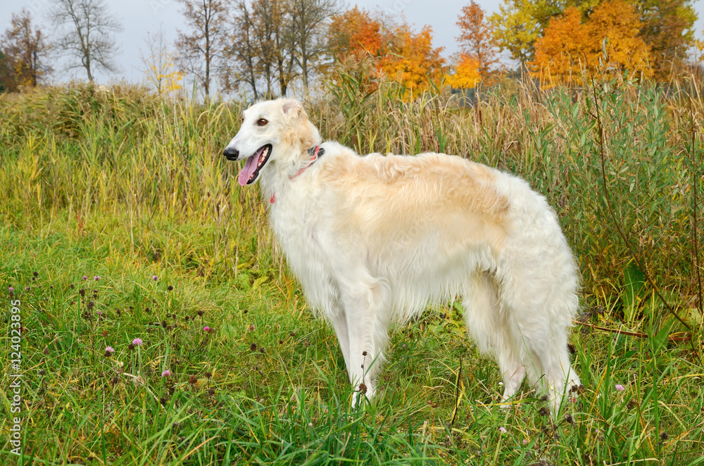 White russian wolfhound Stock Photo | Adobe Stock