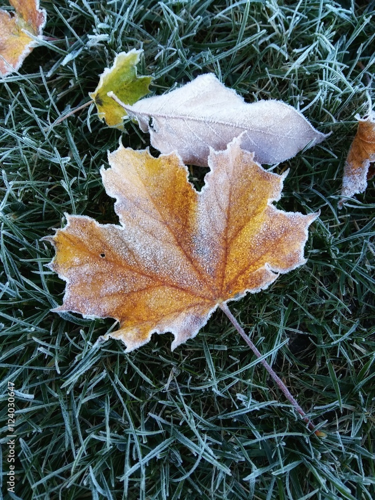 First frost. Stock Photo | Adobe Stock