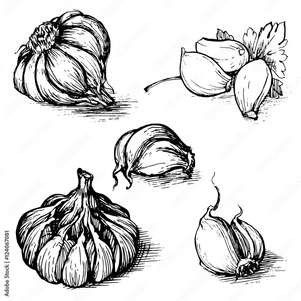 Vector hand drawn set of garlic with parsley. Herbs and spices sketch ...