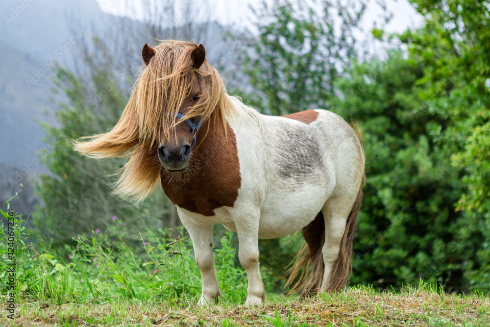 Beautiful Pony with long hair in the wild. A pony is a small horse and ...