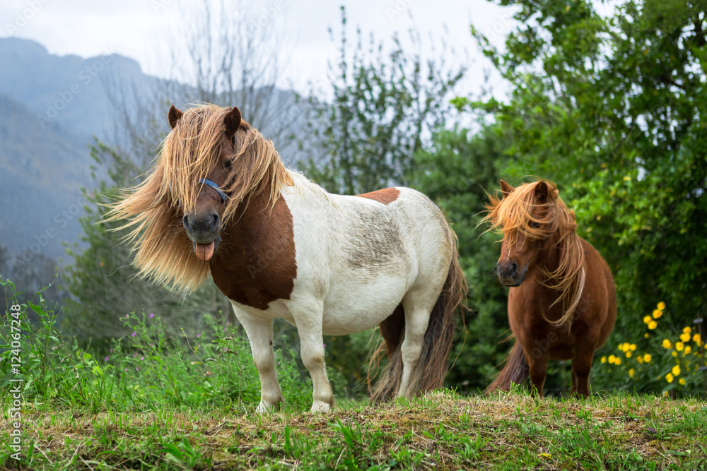 Couple of beautiful Ponies with long hair in the wild. A pony is a ...