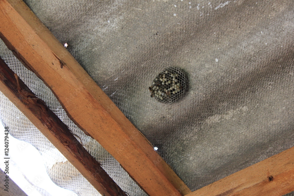 The interior of wasps' nest 8210 Stock Photo | Adobe Stock