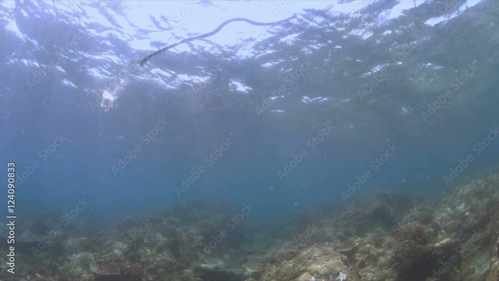 Sea snake on a colorful coral reef with plenty fish. The Hydrophiinae ...