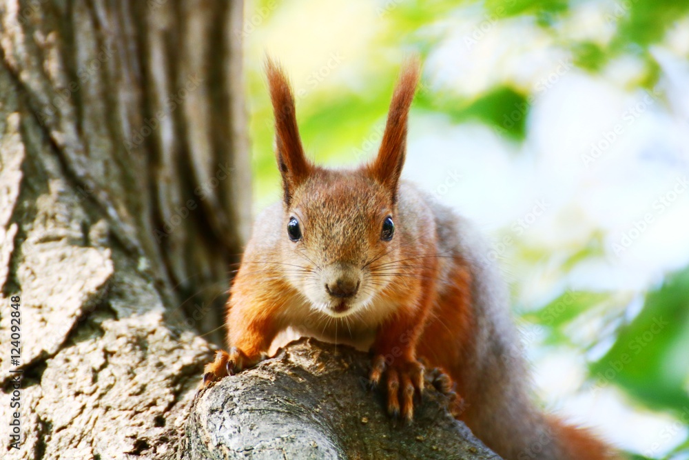 Meeting with a squirrel in the autumn park. foto de Stock | Adobe Stock