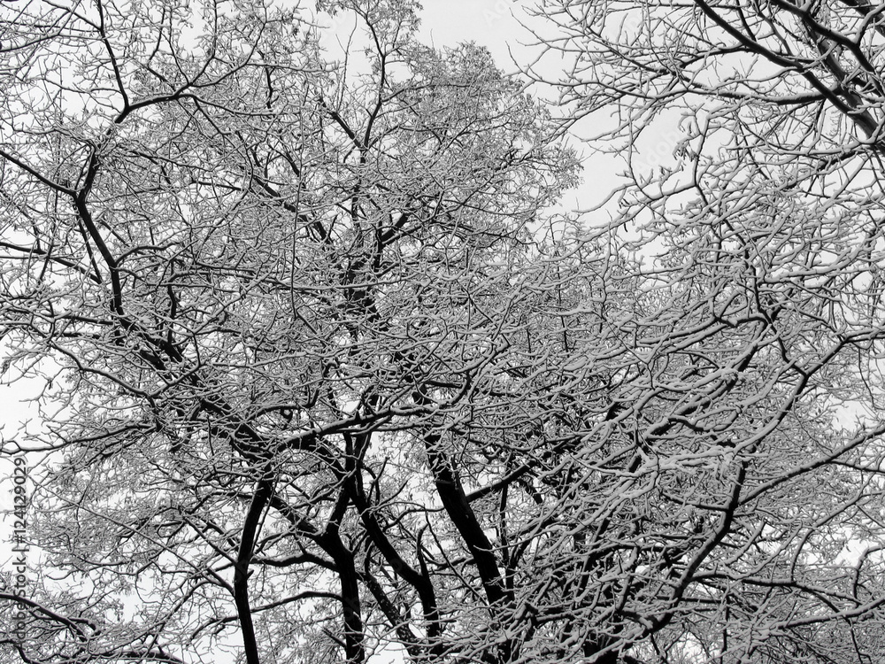 Tree branches and stems in snow. Winter black and white texture Stock ...