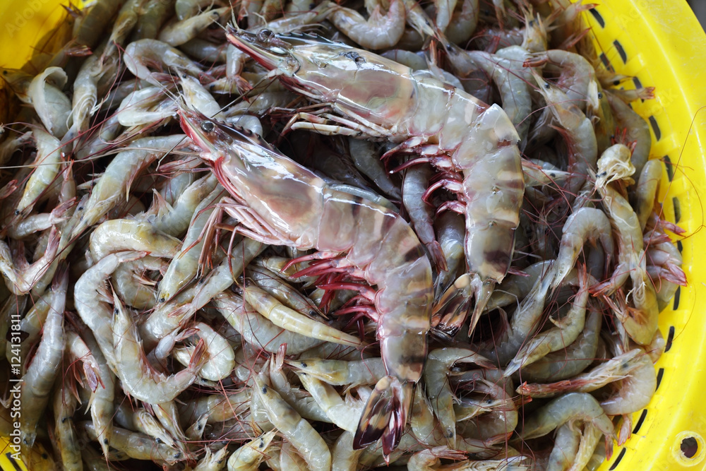 giant tiger prawn background. Stock Photo | Adobe Stock