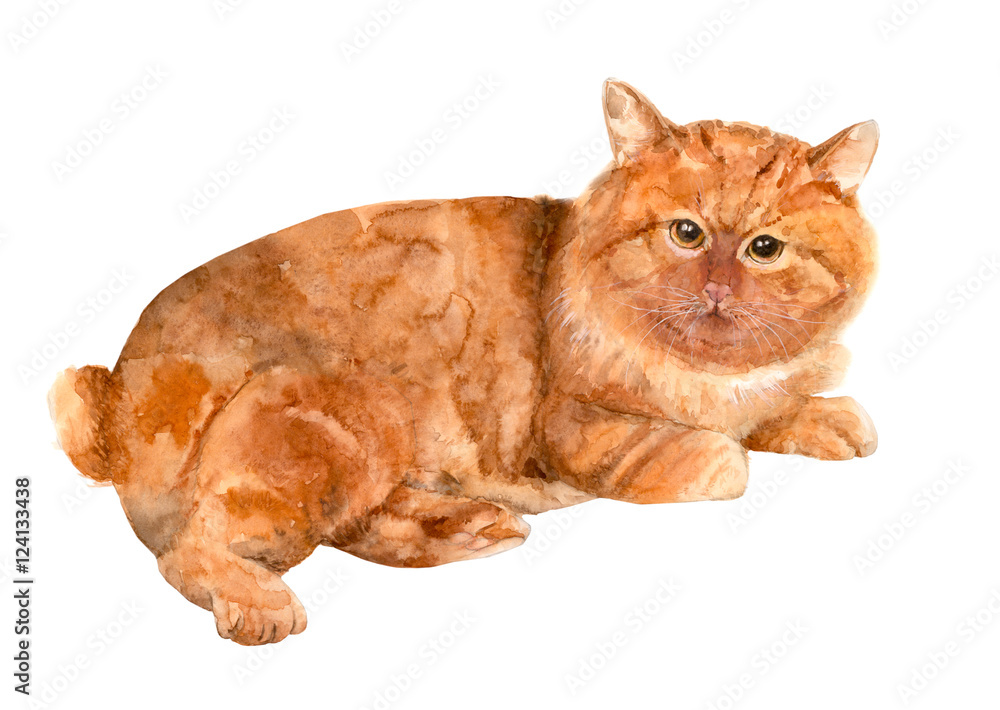 Ginger cat, Kurilian Bobtail breed, red tabby, lying, on white ...