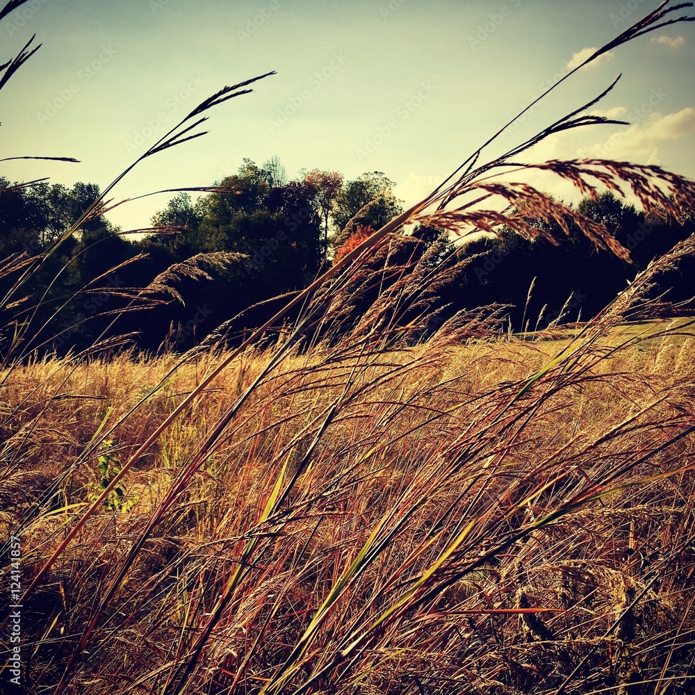Autumn grass Stock Photo | Adobe Stock