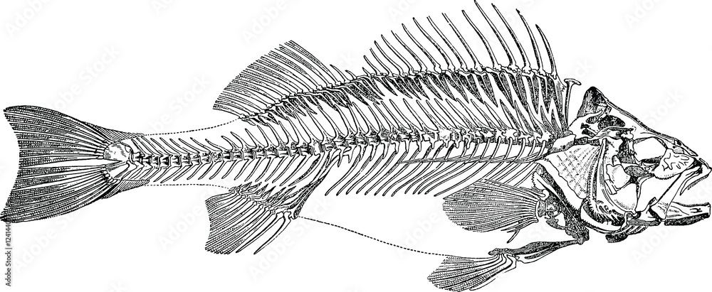 Vintage image fish skeleton Stock Illustration | Adobe Stock