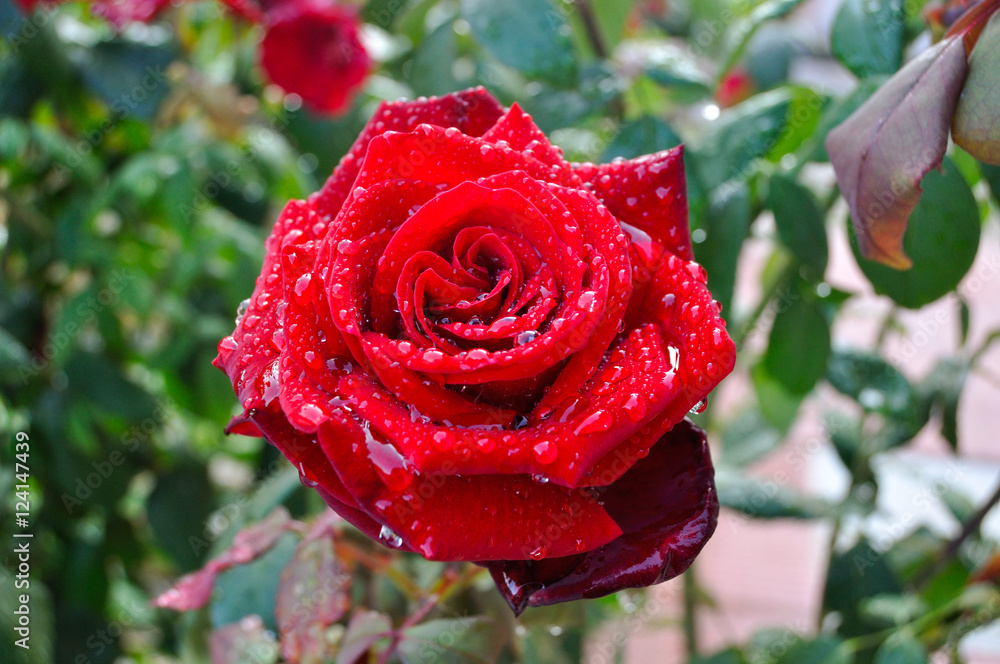 Rosa roja Stock Photo | Adobe Stock