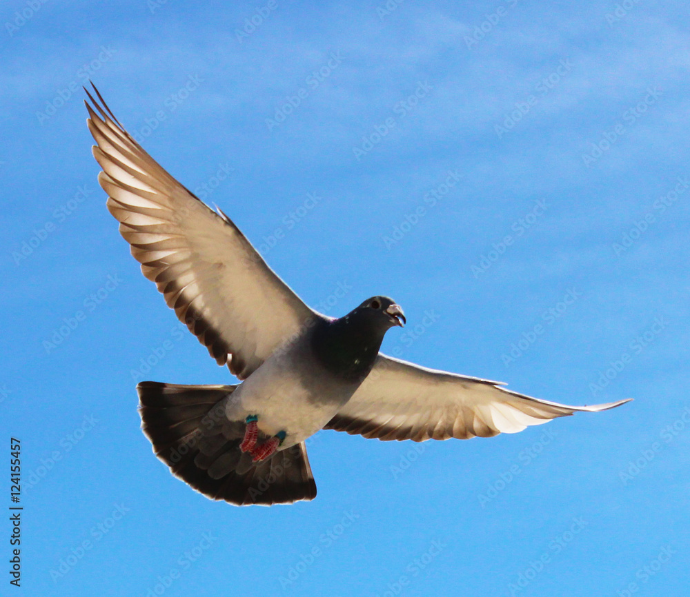 Brieftaube im Flug Stock Photo | Adobe Stock