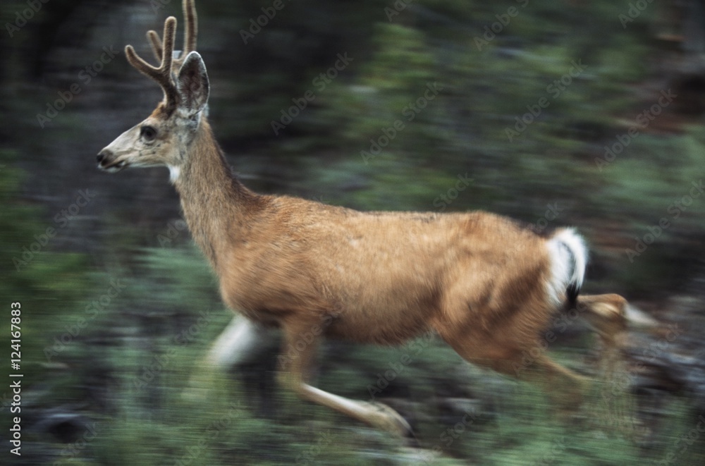 Mule Deer Running