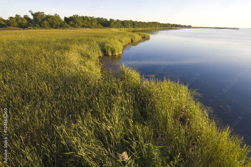 Lake Erie Shoreline Marsh. Rondeau Provincial Park, Ontario. Canada ...