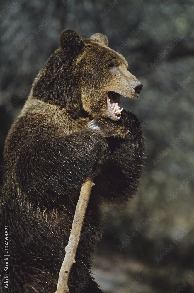 Bear Upright