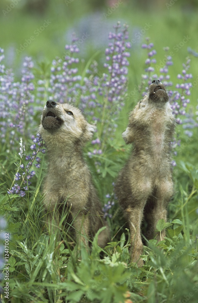 Wolf Pup Learns To Howl