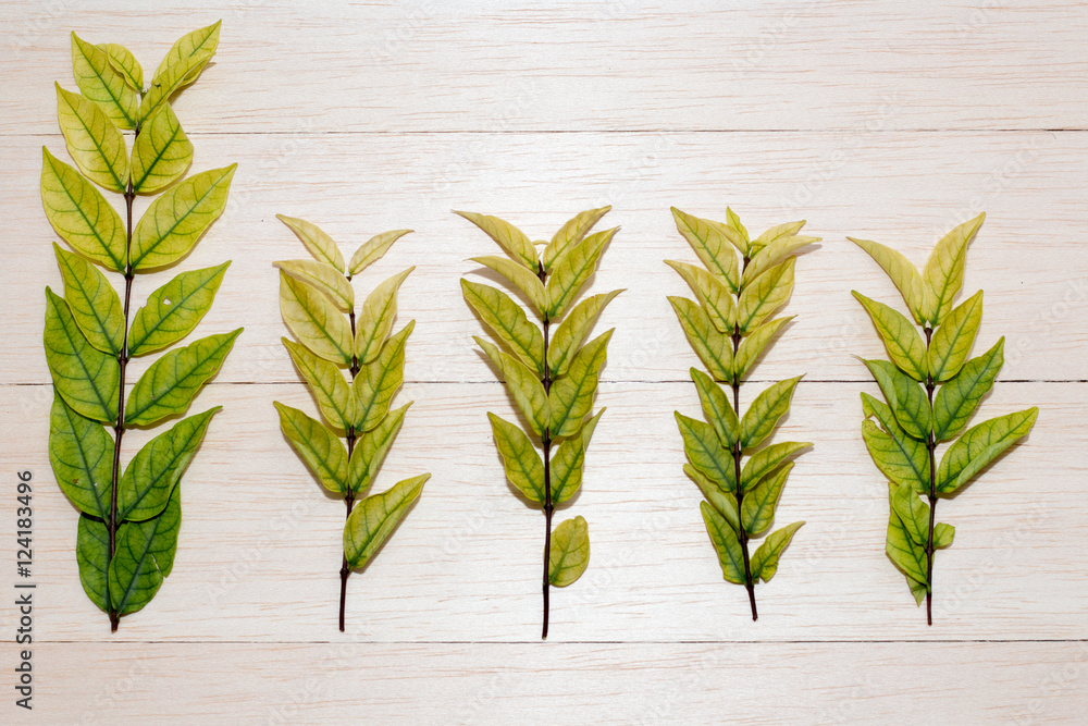 group of green leaf isolated on white background,green leaf make oxygen ...