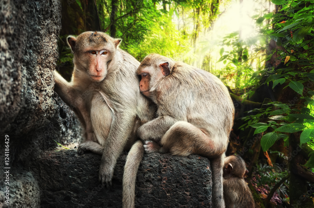 Monkeys relaxing at ancient temple ruins in tropical rainforest ...