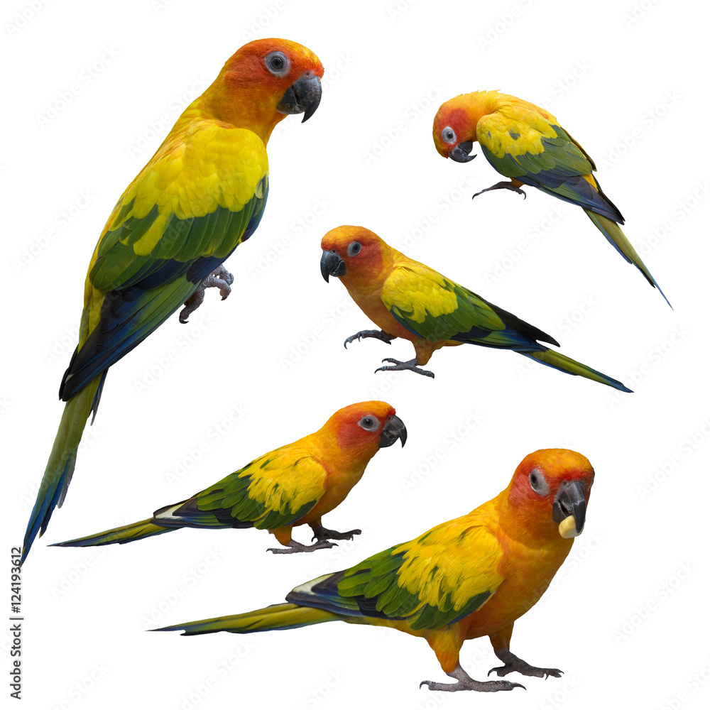 Set of sun conure isolated on white background Stock Photo | Adobe Stock