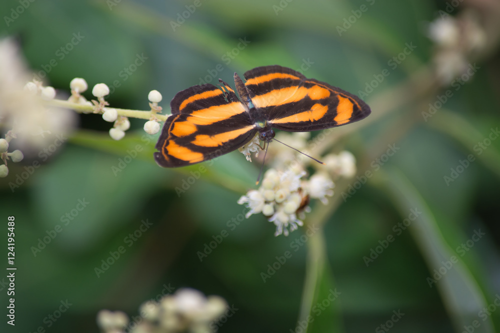 Common Lascar butterfly, Neptis hordonia on longan flower. Stock Photo ...