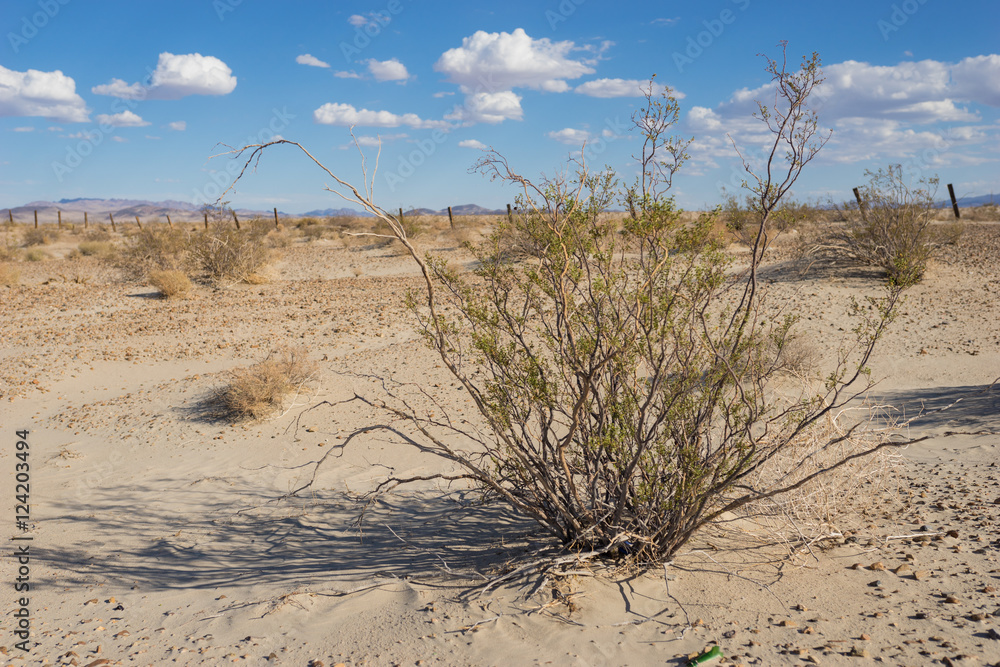 Creosote Bush In Desert