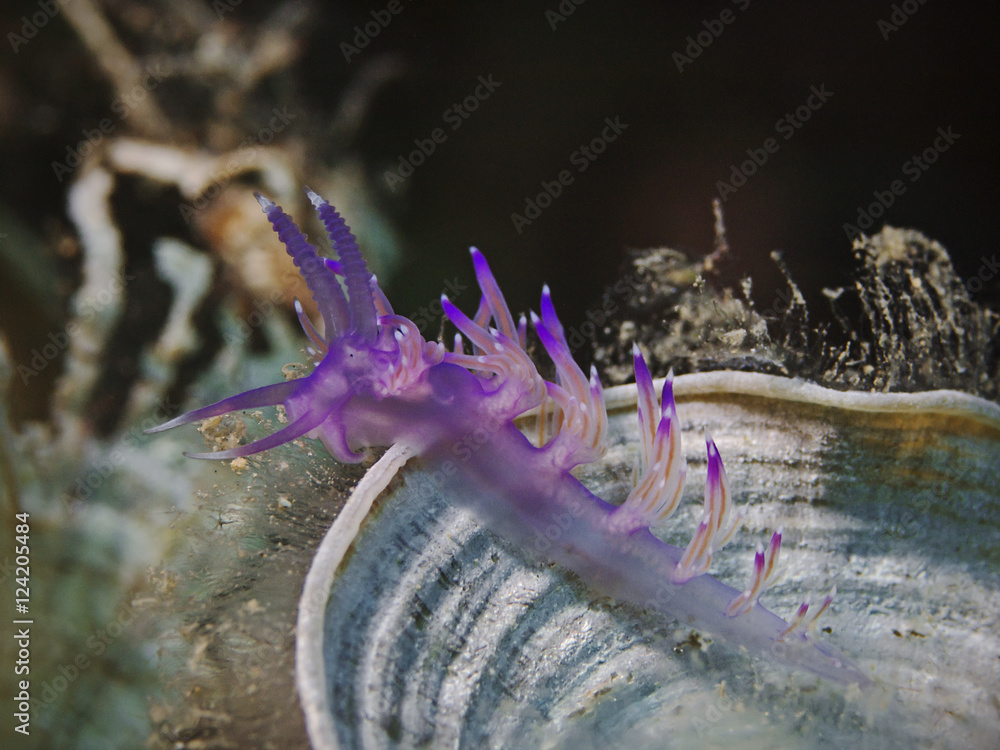 Purple Sea Slug