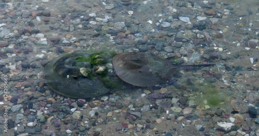 Horseshoe crabs swimming in shallow water Stock ビデオ | Adobe Stock