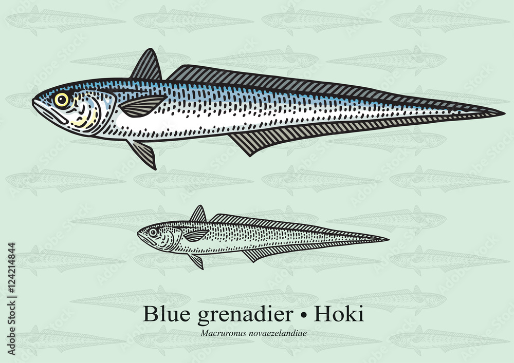 Blue grenadier, Hoki. Vector illustration for artwork in small sizes ...