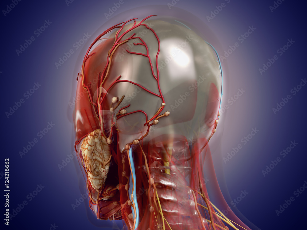 Anatomy of human organs in x-ray view. High resolution. Stock ...